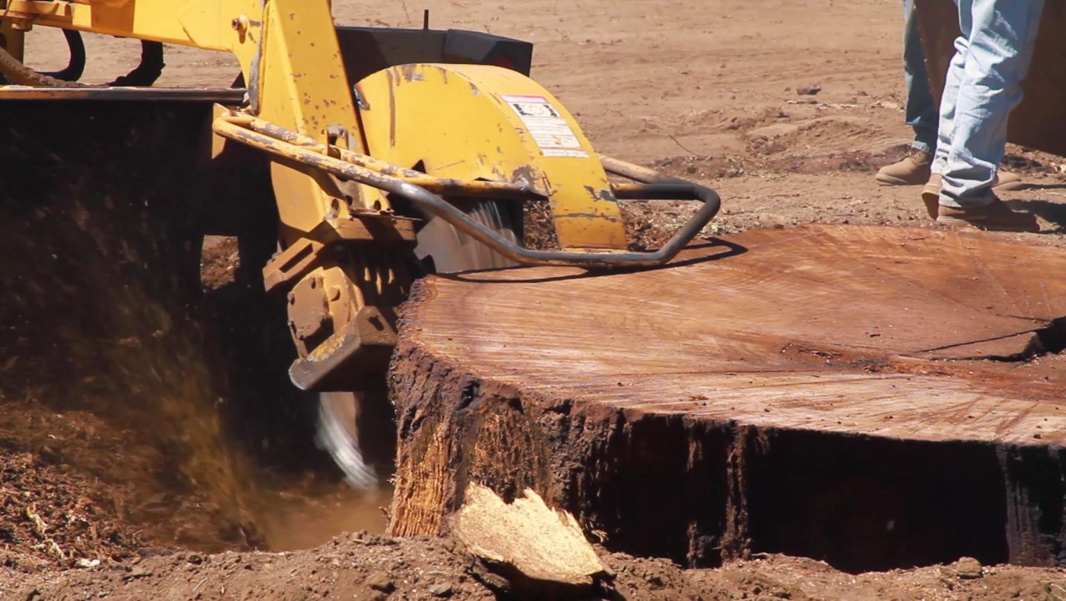 Wood Veneer Sample Pack | GL Veneer