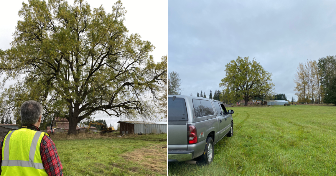 The Winters Family Black Walnut - GL Veneer