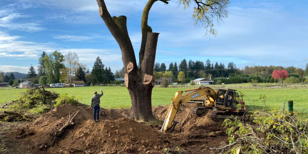 Salvaging Trees for Live Edge Slabs - GL Veneer